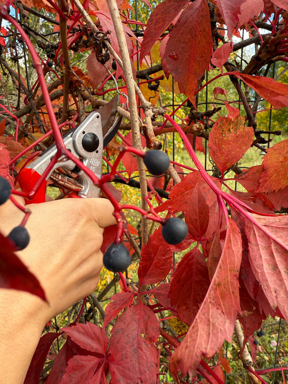 Gardening Gifts – FELCO North America