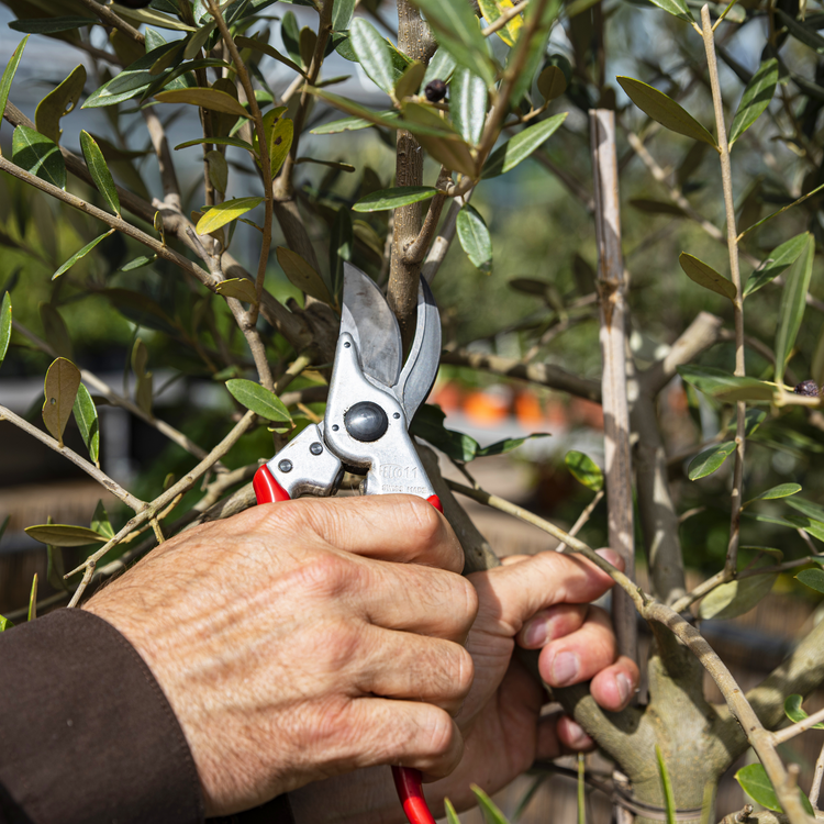 Secateurs | Swiss Precision & Life Warranty – FELCO North America
