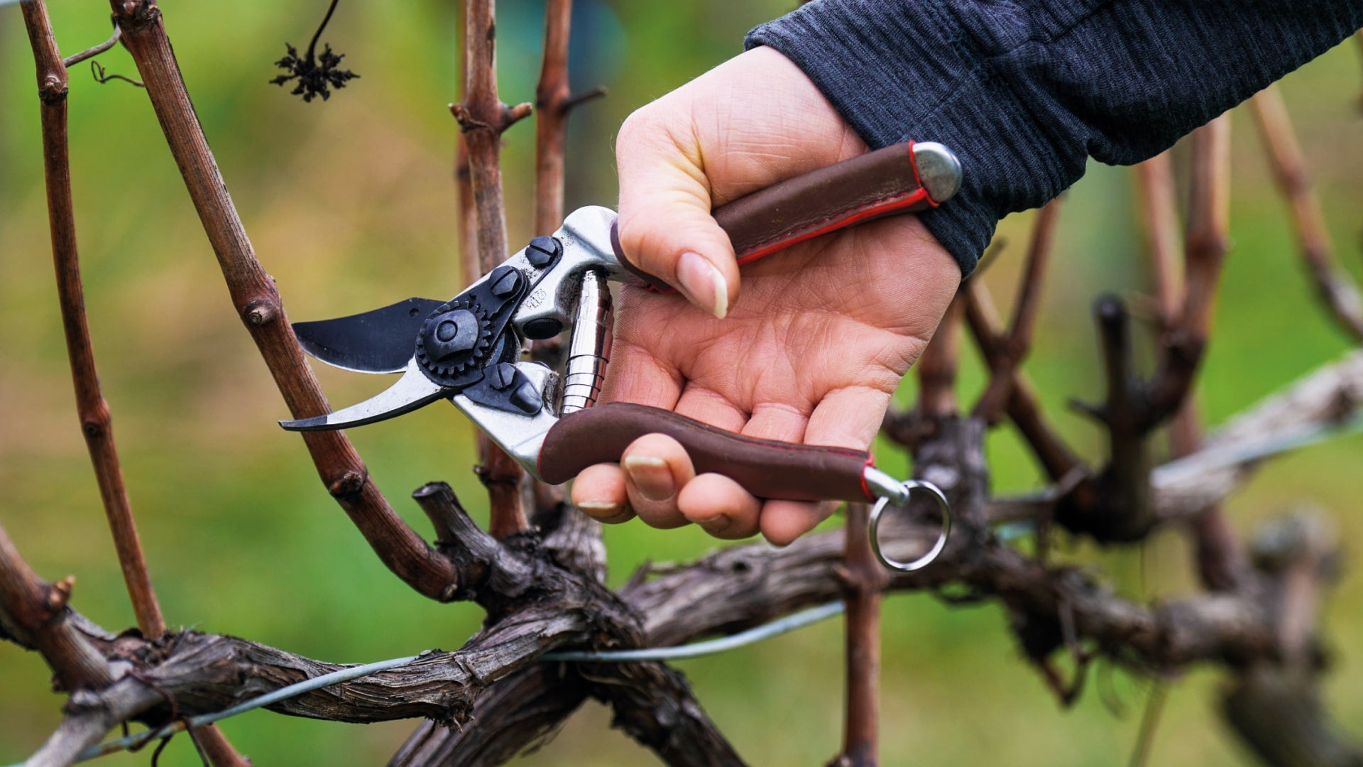 FELCO America | Swiss Precision Gardening Tools | Made to Last – FELCO ...
